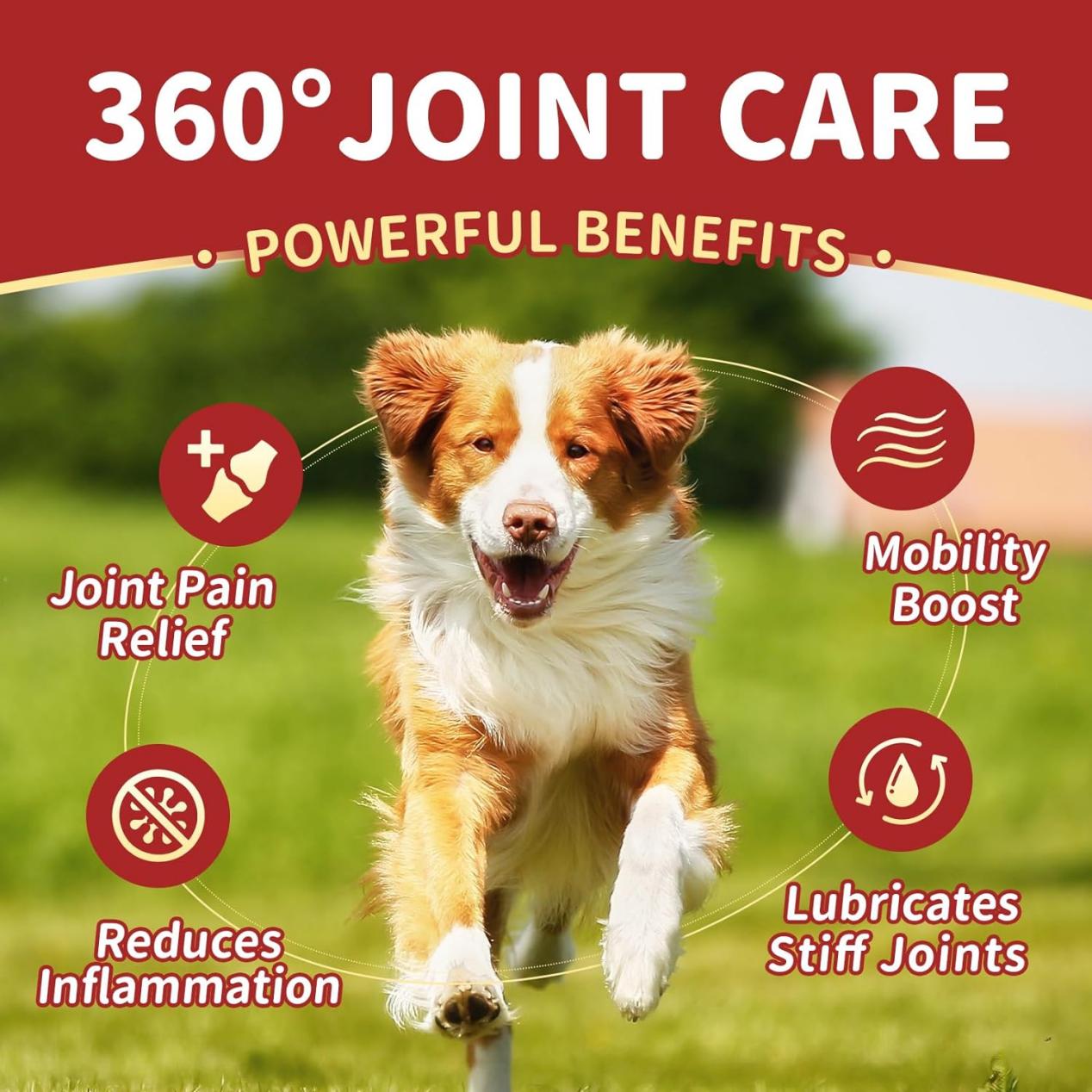 Why Every Dog Owner Should Know About Glucosamine – Nature Target